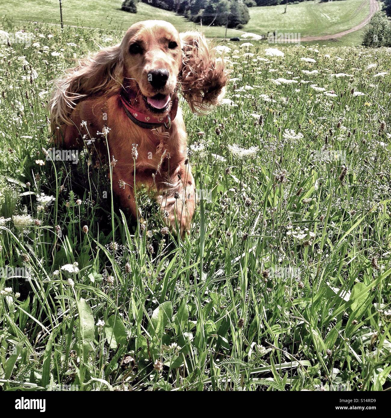 Dog in outside Stock Photo - Alamy