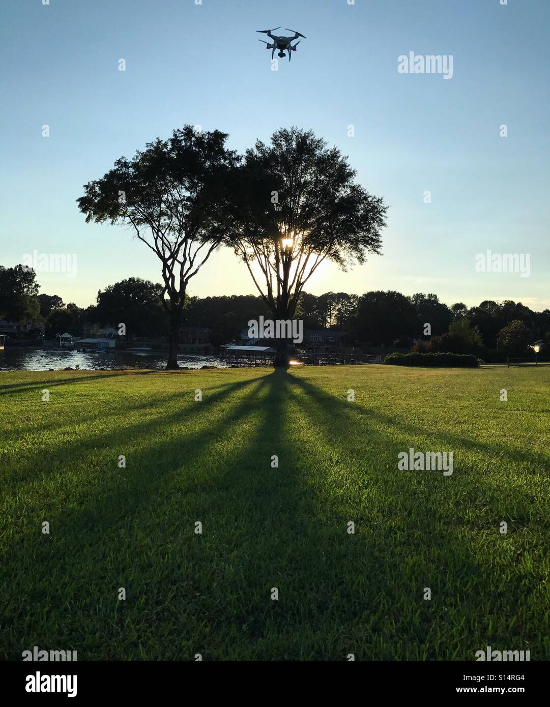 Drone tree hi-res stock photography and images - Alamy