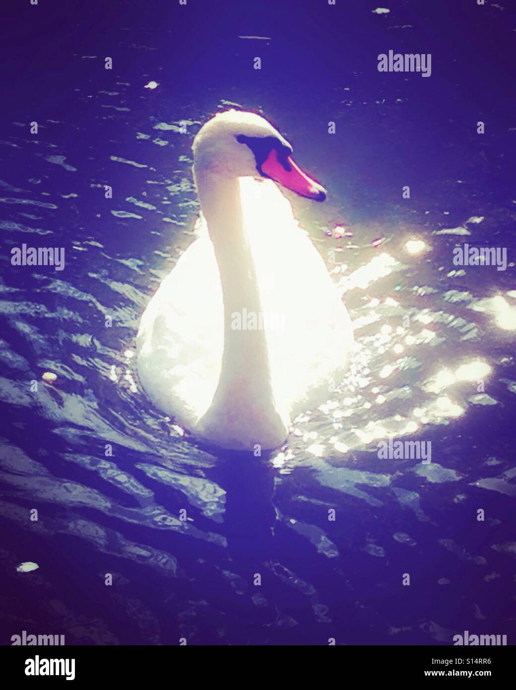 Swan red and white hi-res stock photography and images - Alamy