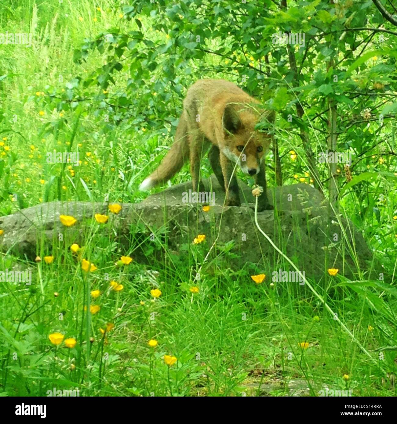 Fox flowers hi-res stock photography and images - Alamy