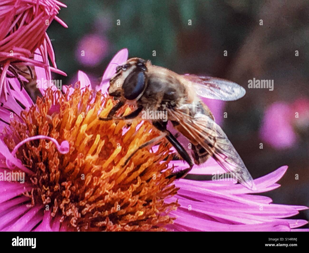 Honey bee collecting pollen Stock Photo - Alamy