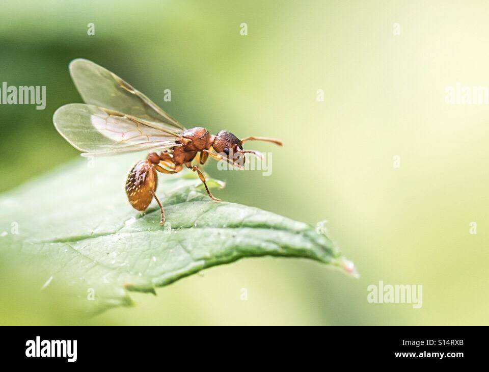Flying ant hi-res stock photography and images - Alamy
