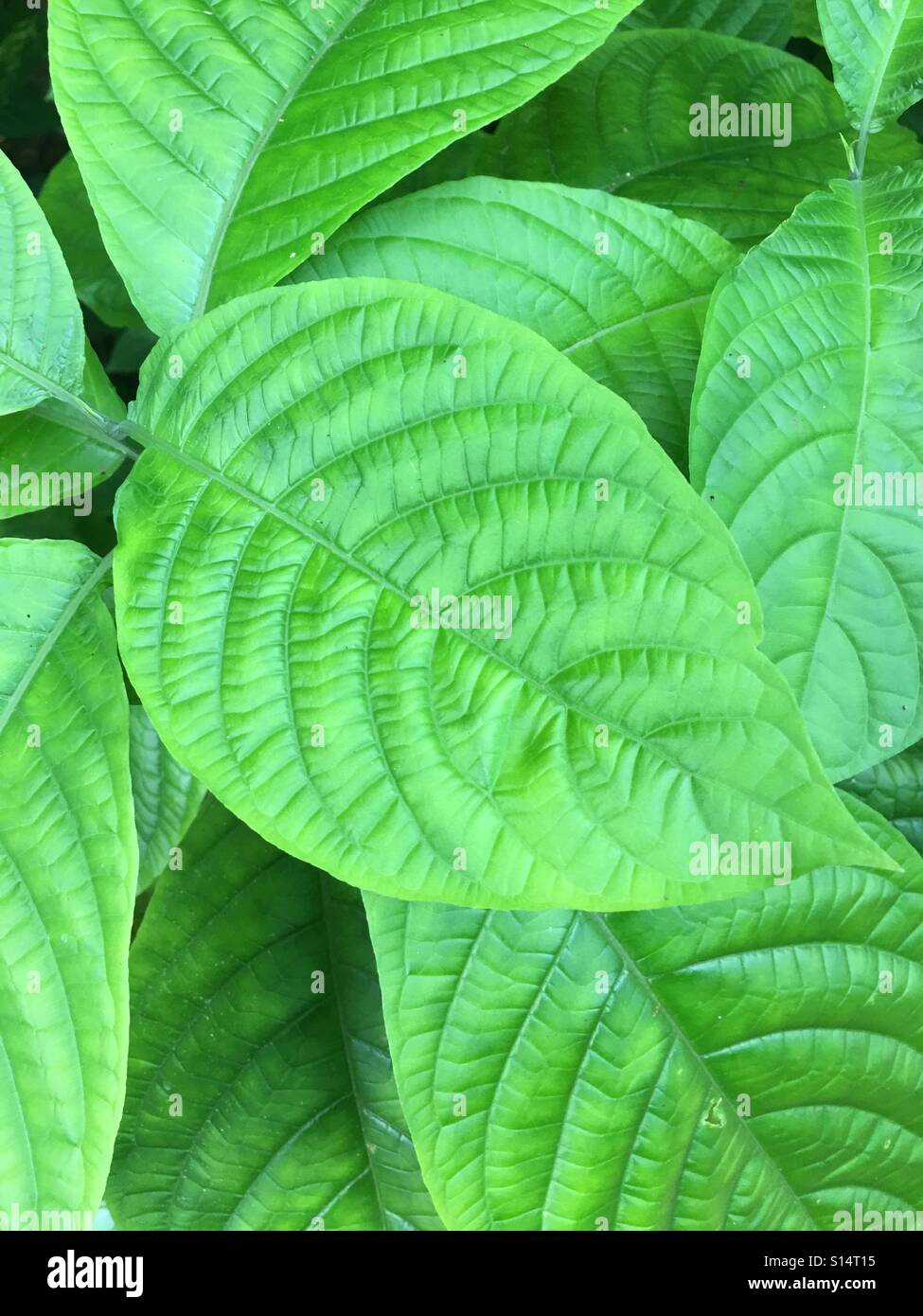 Healthy green leaves hi-res stock photography and images - Alamy