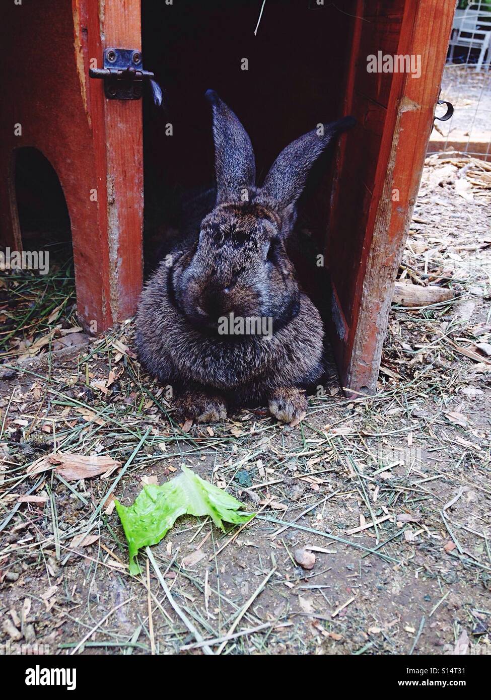 Rabbit in a hutch Stock Photo - Alamy