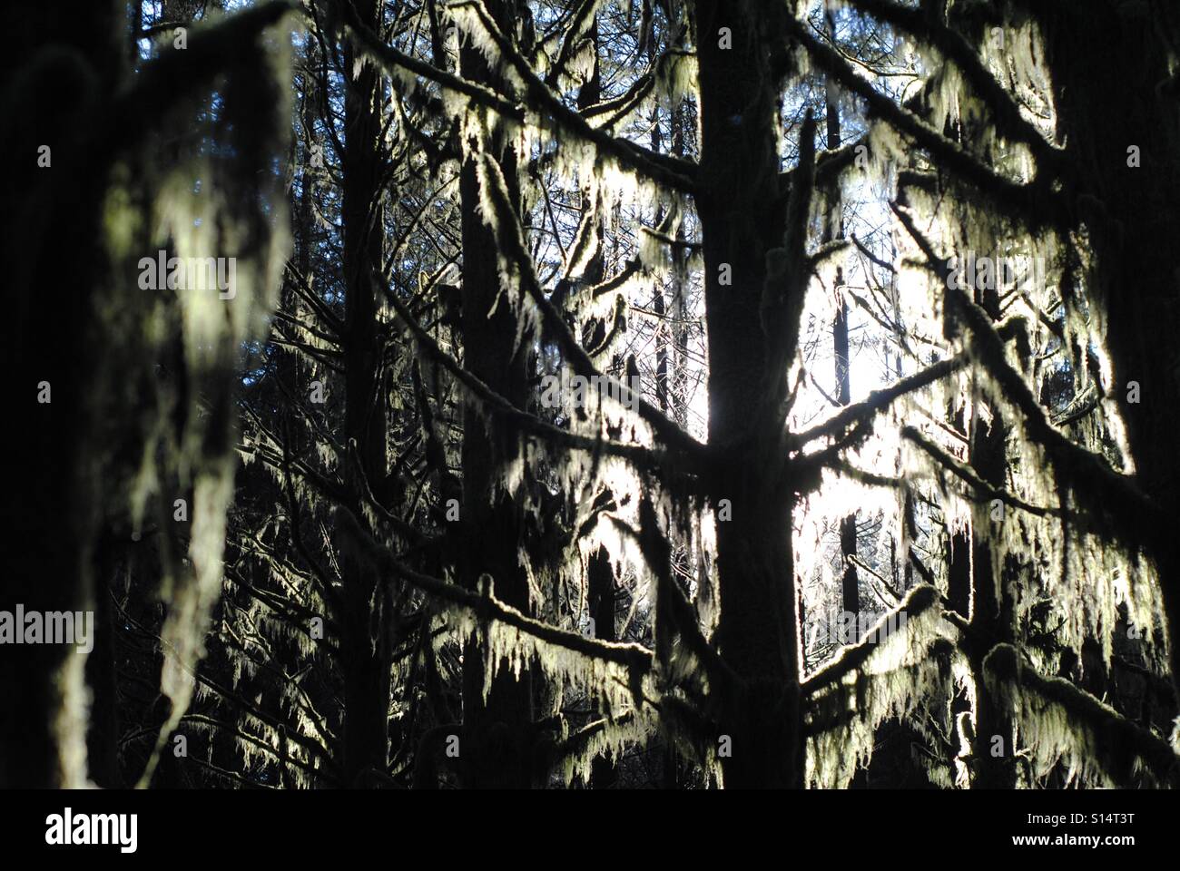 Sunshine between trees hi-res stock photography and images - Alamy