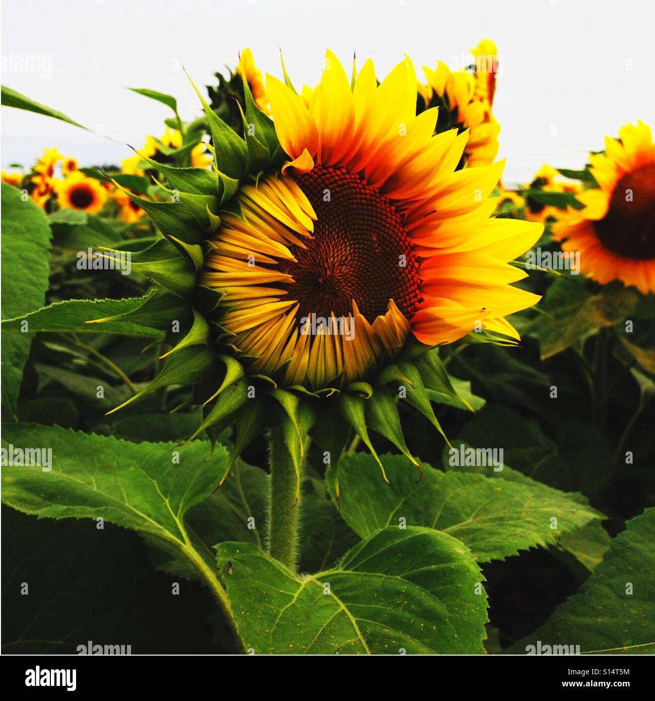 Partially bloomed sunflower Stock Photo - Alamy