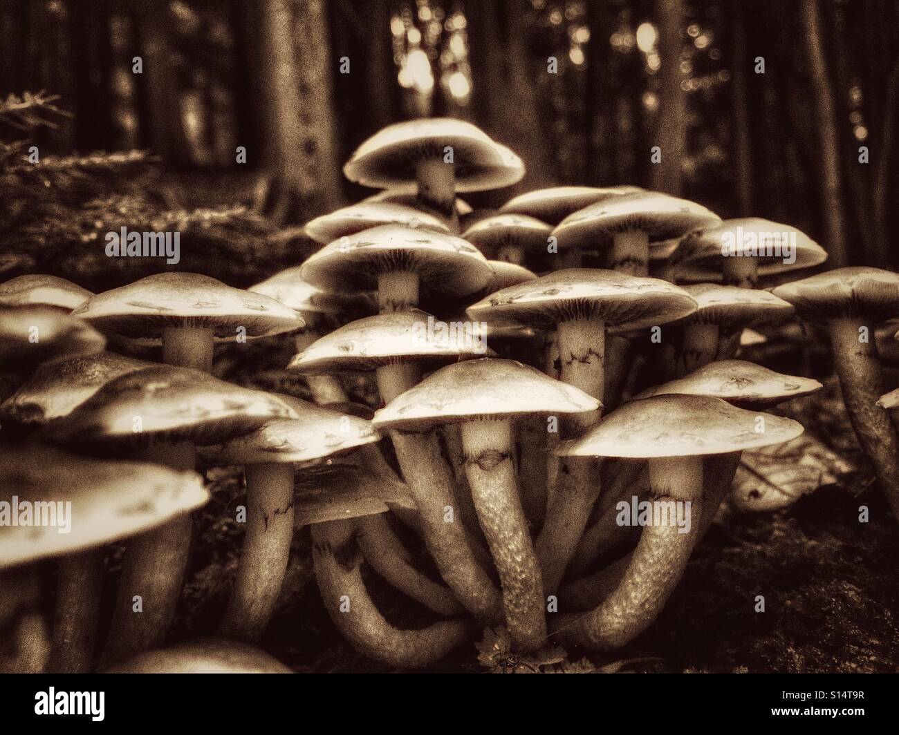 Groupoffungi hi-res stock photography and images - Alamy