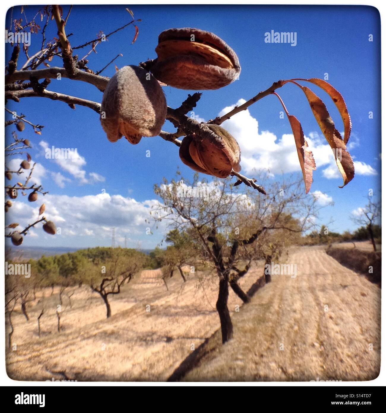 Almonds ripen on the tree in Catalonia, Spain Stock Photo - Alamy