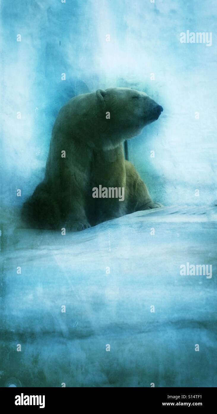 Cold bear hi-res stock photography and images - Alamy
