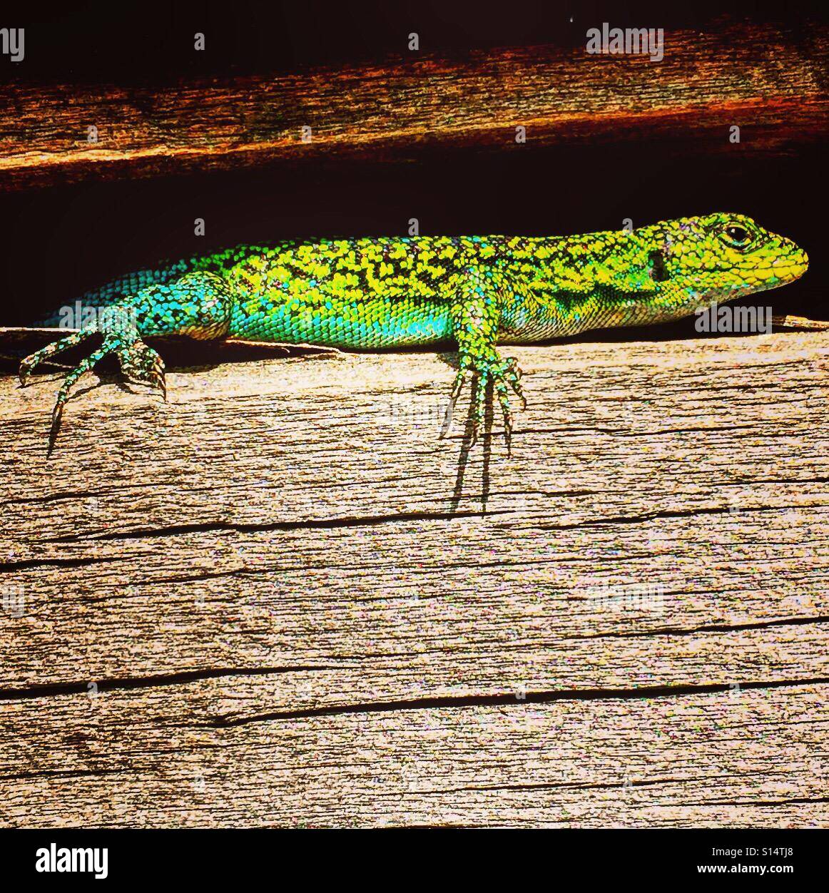 Turquoise lizard hi-res stock photography and images - Alamy