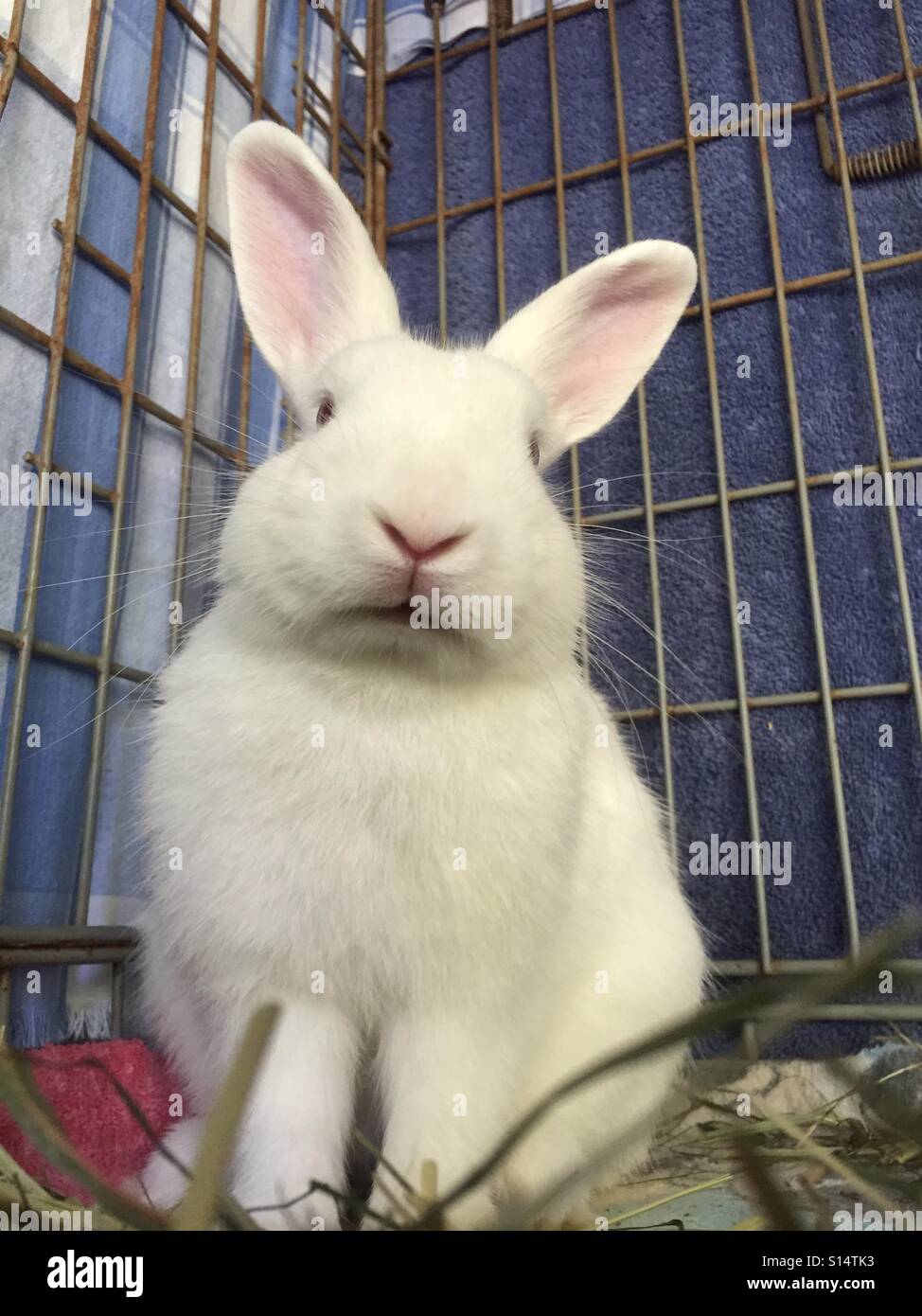 Rabbit in cage Stock Photo - Alamy