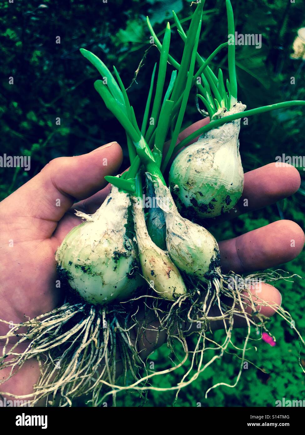 Onions with stems hi-res stock photography and images - Alamy