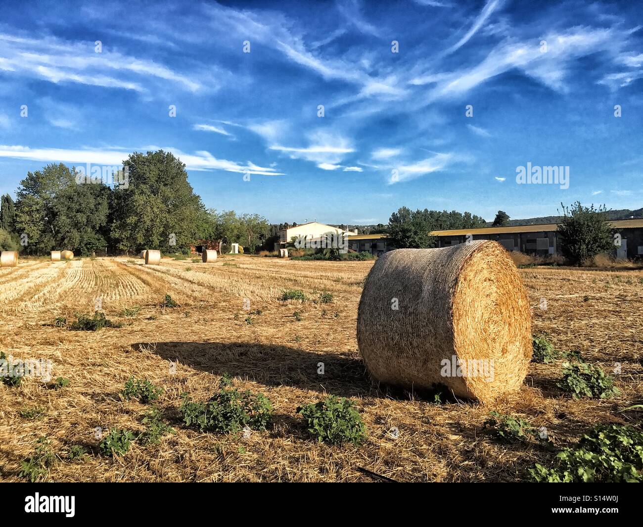 Hay bale cow hi-res stock photography and images - Alamy