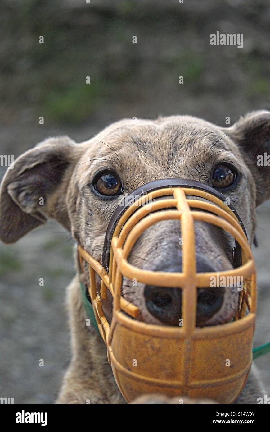Greyhound and muzzle hi-res stock photography and images - Alamy