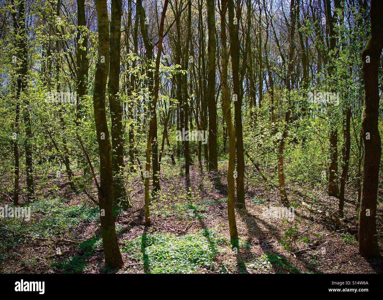 Spring forrest hi-res stock photography and images - Alamy