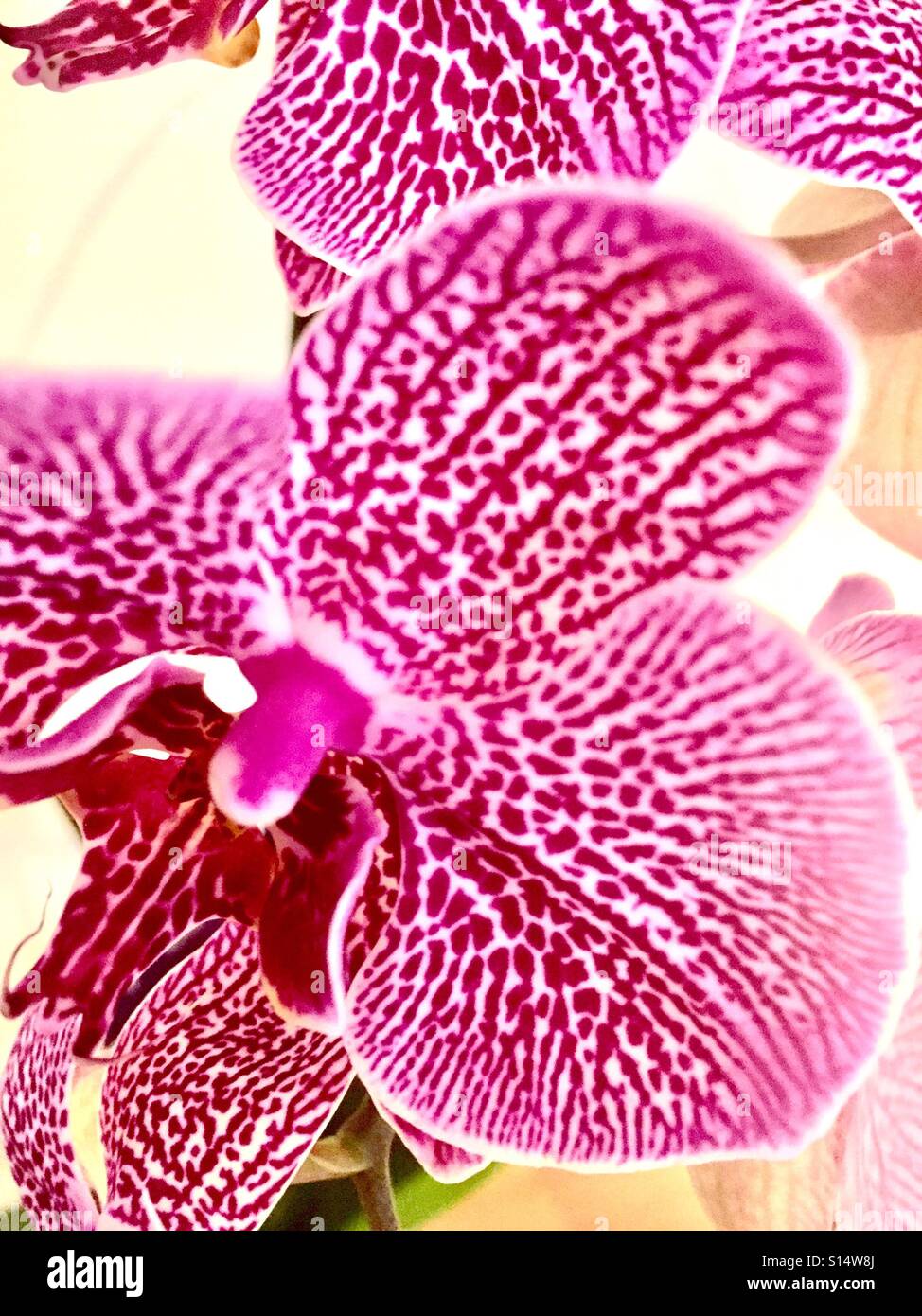 Tiger orchid flower hi-res stock photography and images - Alamy