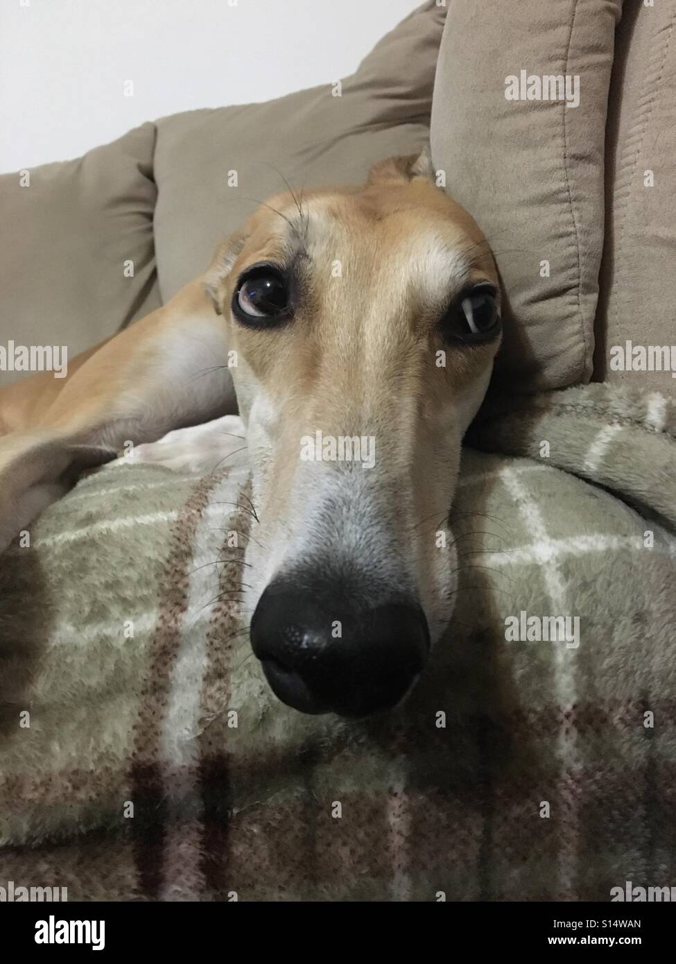 Brown greyhound hi-res stock photography and images - Alamy