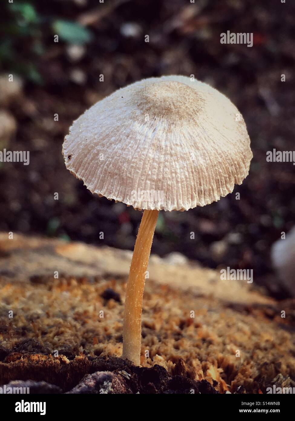 Single mushroom hi-res stock photography and images - Alamy
