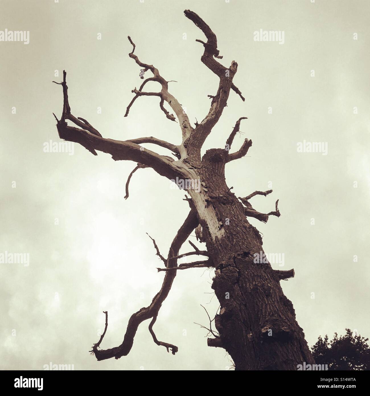 Tree arm hi-res stock photography and images - Alamy