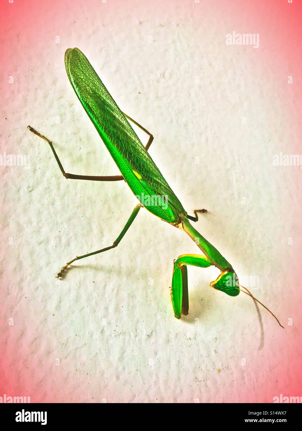 Let us pray. An Indonesian Praying Mantis Stock Photo - Alamy