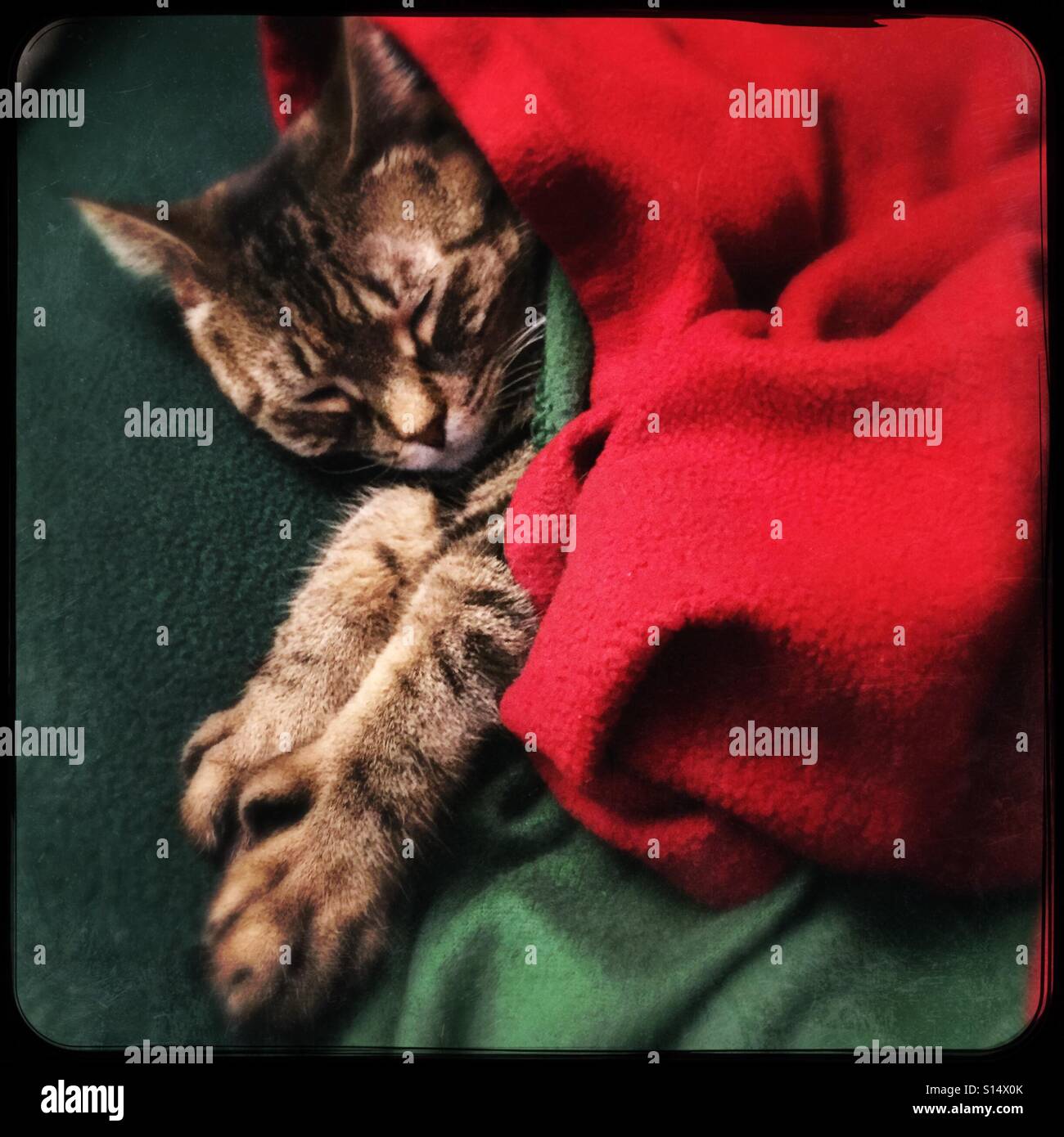 Snuggled animal hi-res stock photography and images - Alamy
