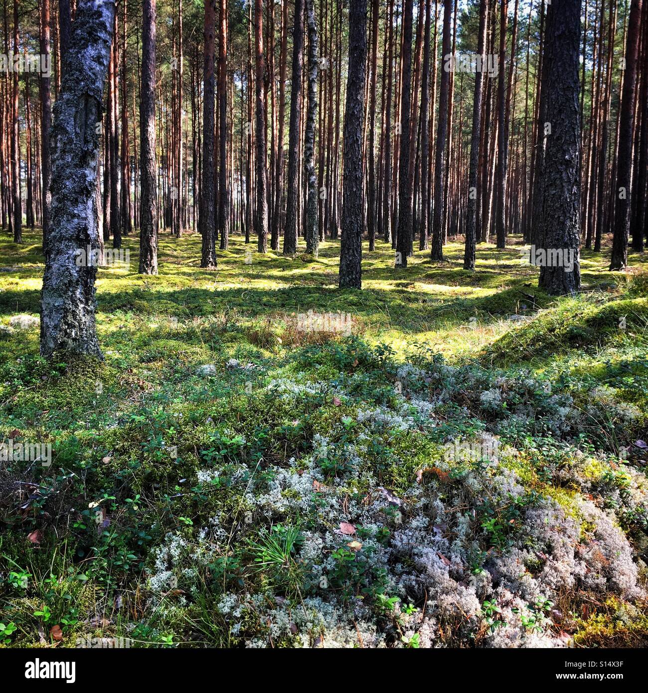 Tuchola forest national park hi-res stock photography and images - Alamy