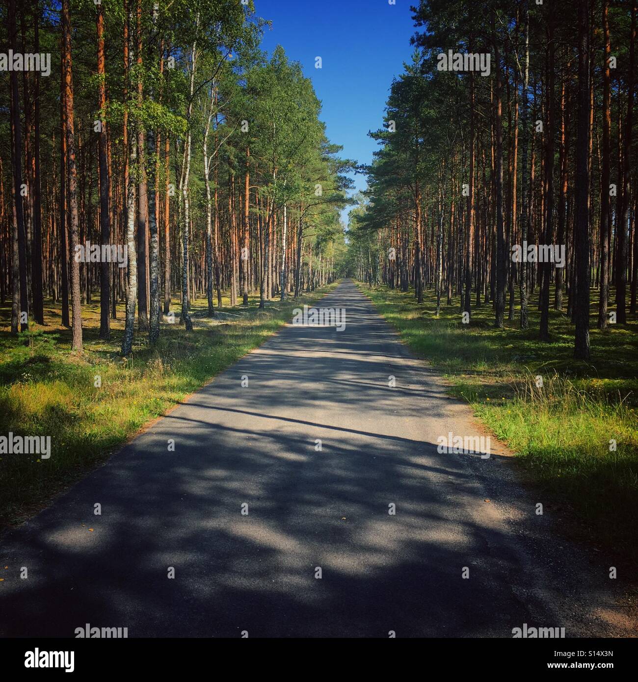 Tuchola Forest Bory Tucholskie National Park High Resolution Stock ...