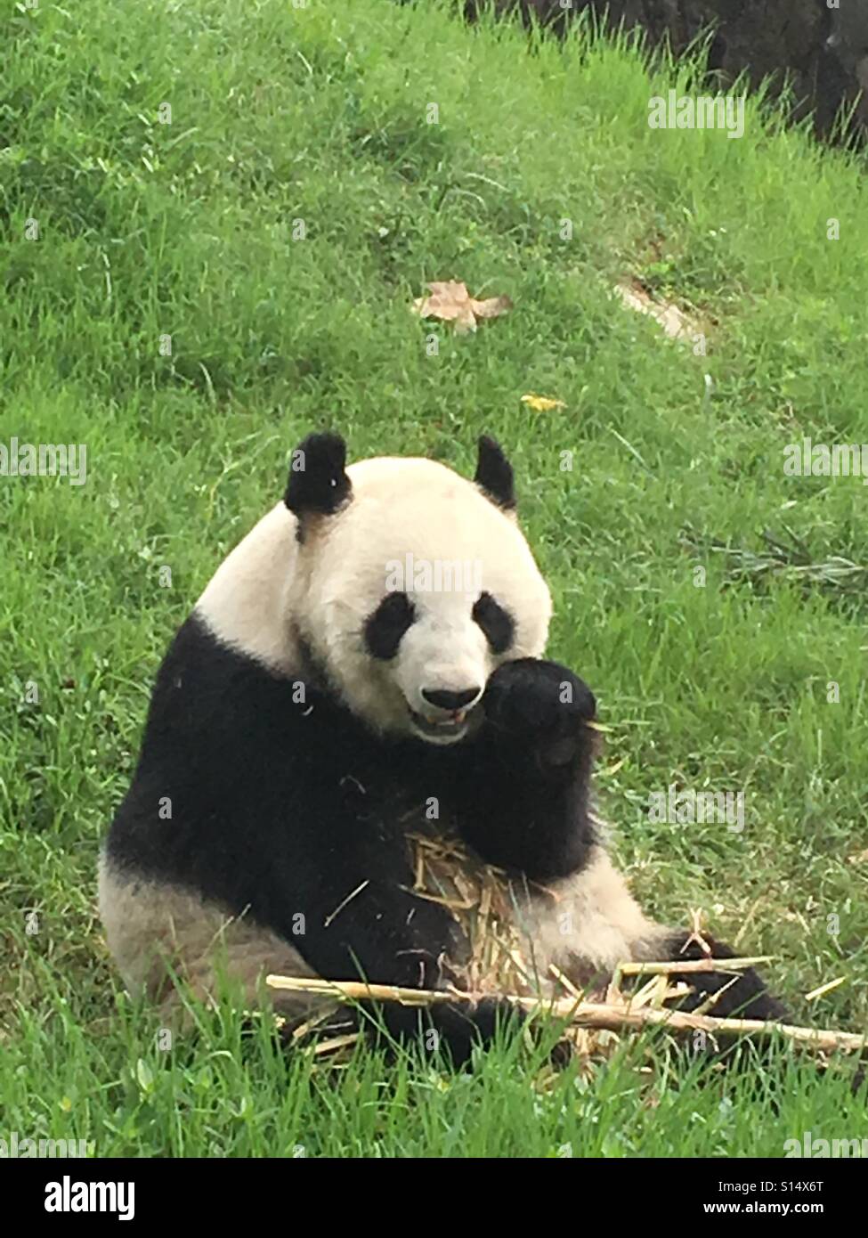 Snuggle bear hi-res stock photography and images - Alamy