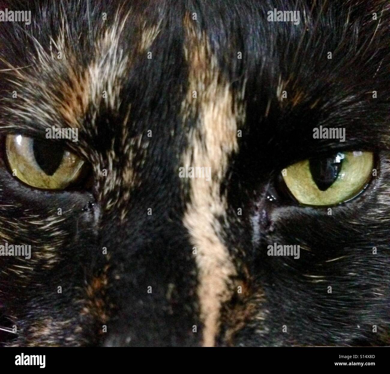 Cat eyes, green cat eyes, Tortie cat face, tortoiseshell cat Stock ...
