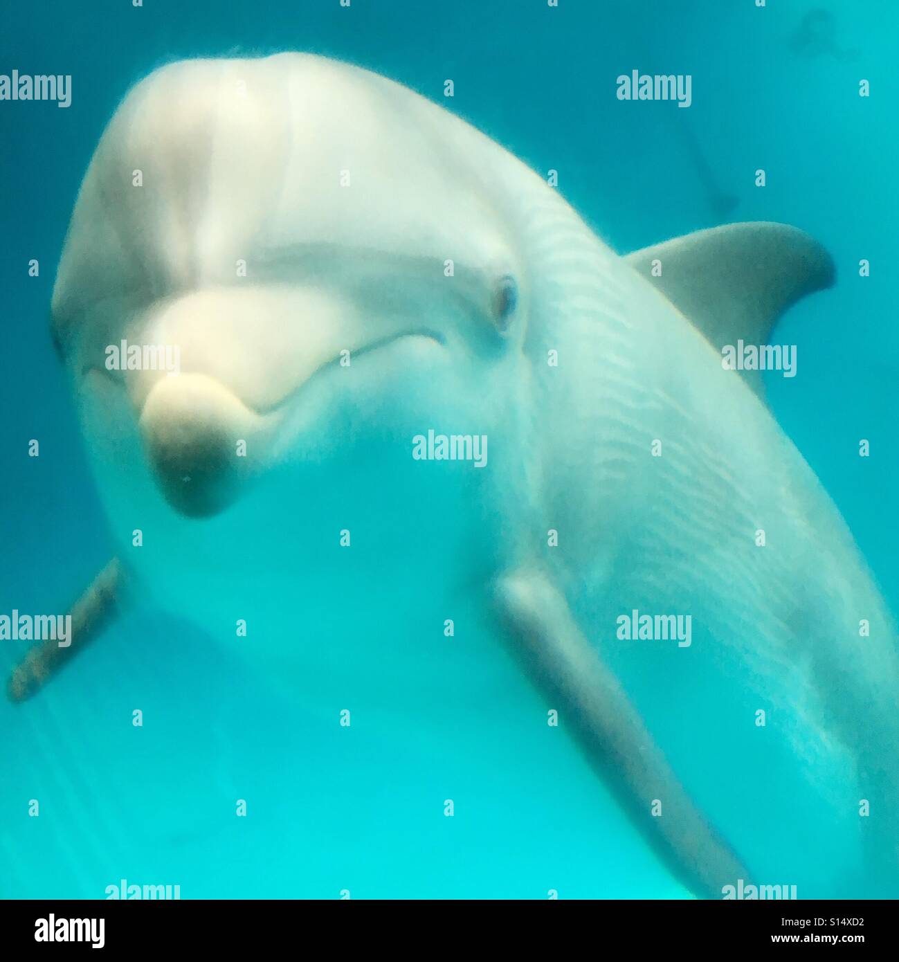 Smart dolphin hi-res stock photography and images - Alamy