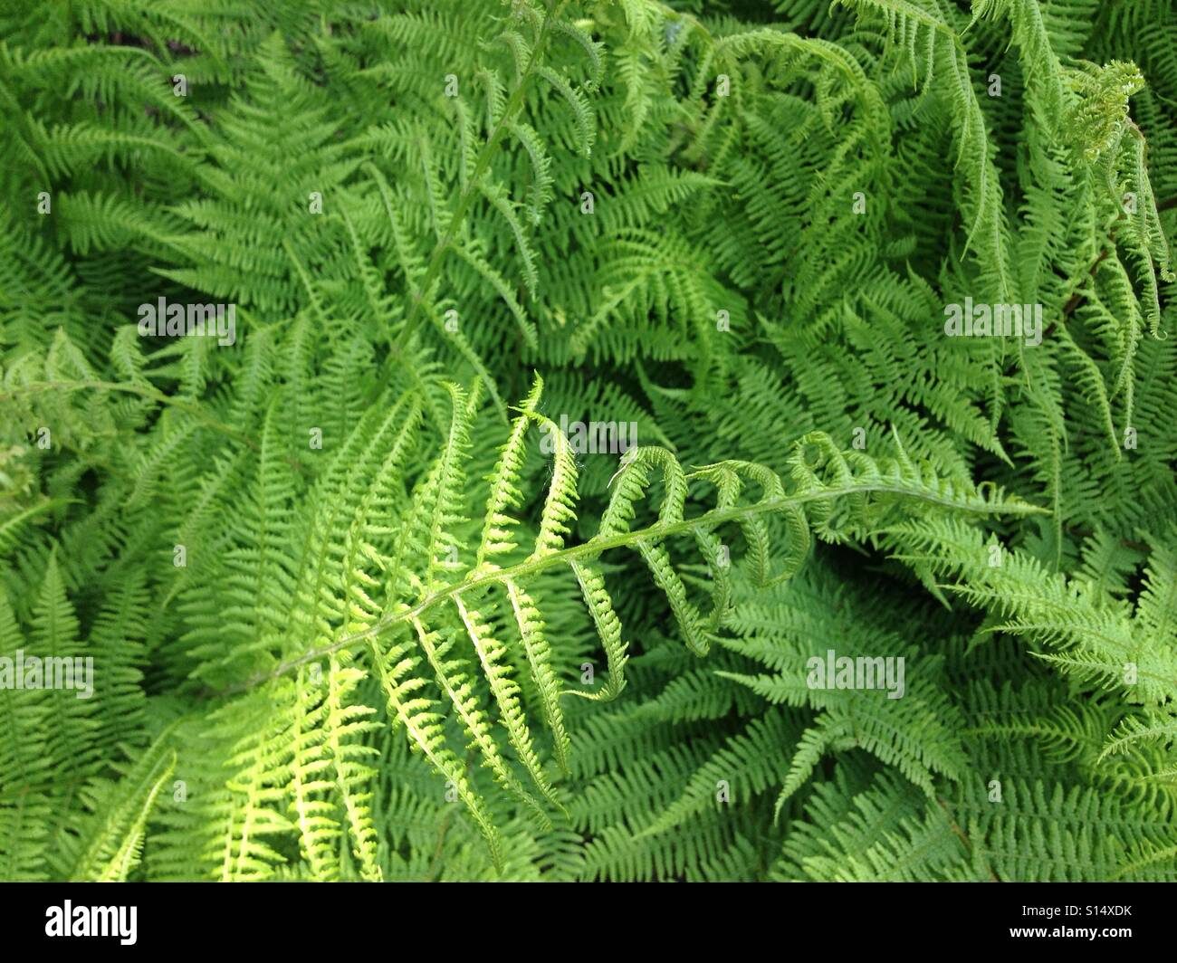 Green plant fronds hi-res stock photography and images - Alamy