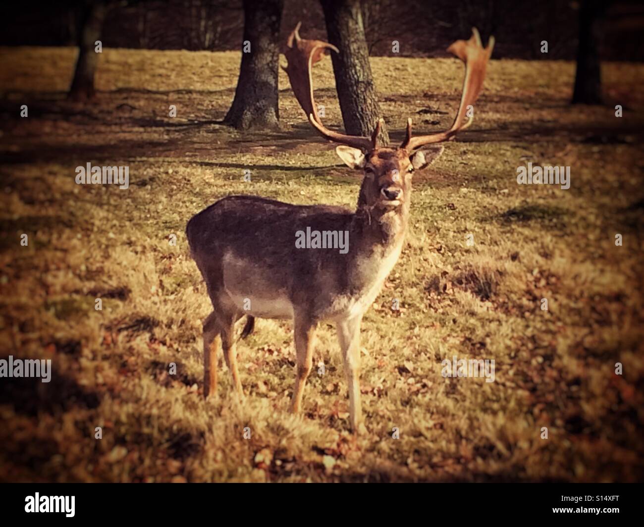 Stag horns hi-res stock photography and images - Alamy