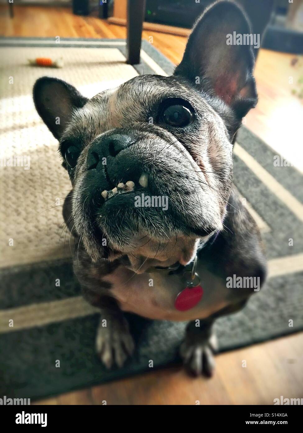 Bulldog teeth hi-res stock photography and images - Alamy