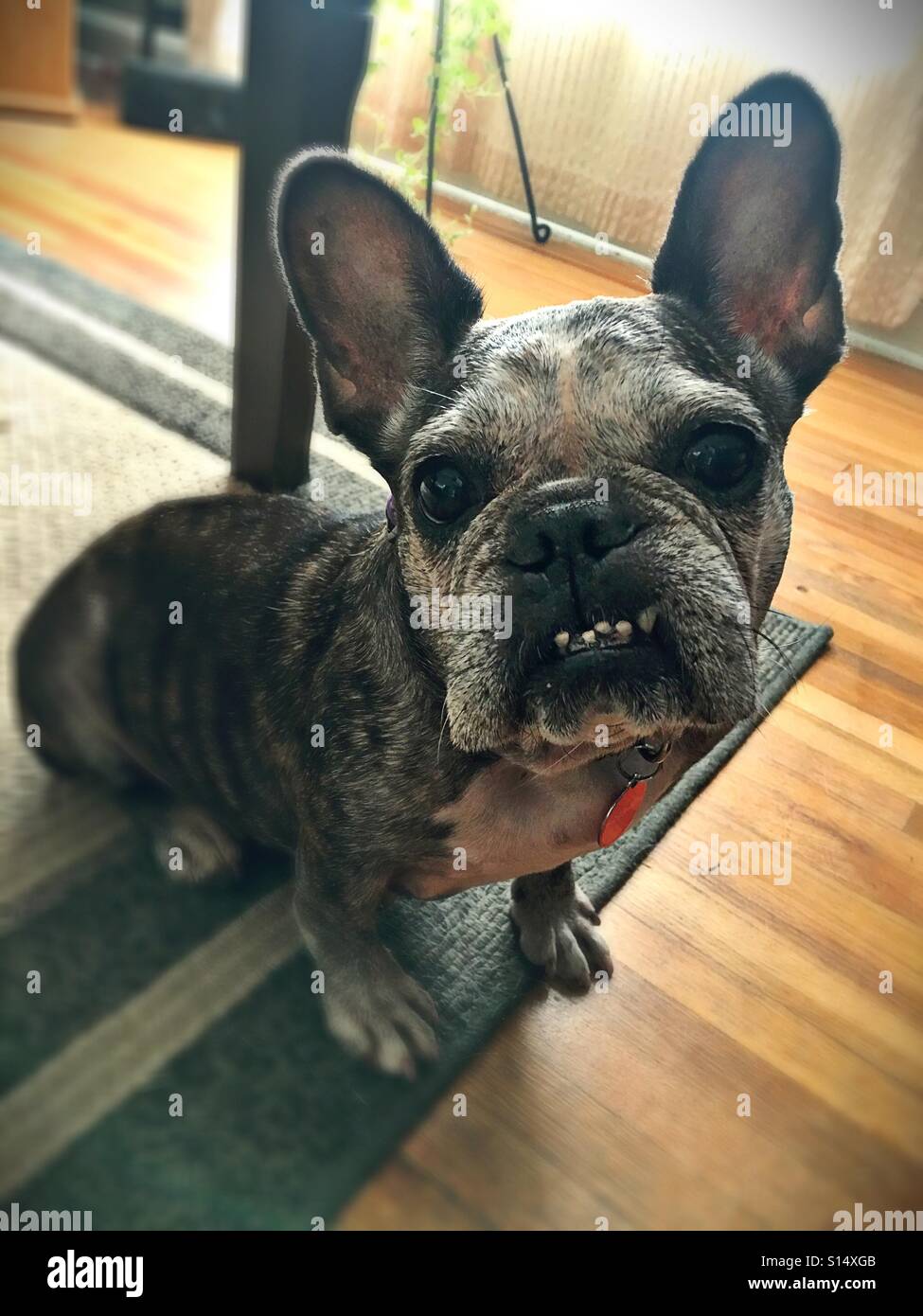 Bulldog teeth hi-res stock photography and images - Alamy