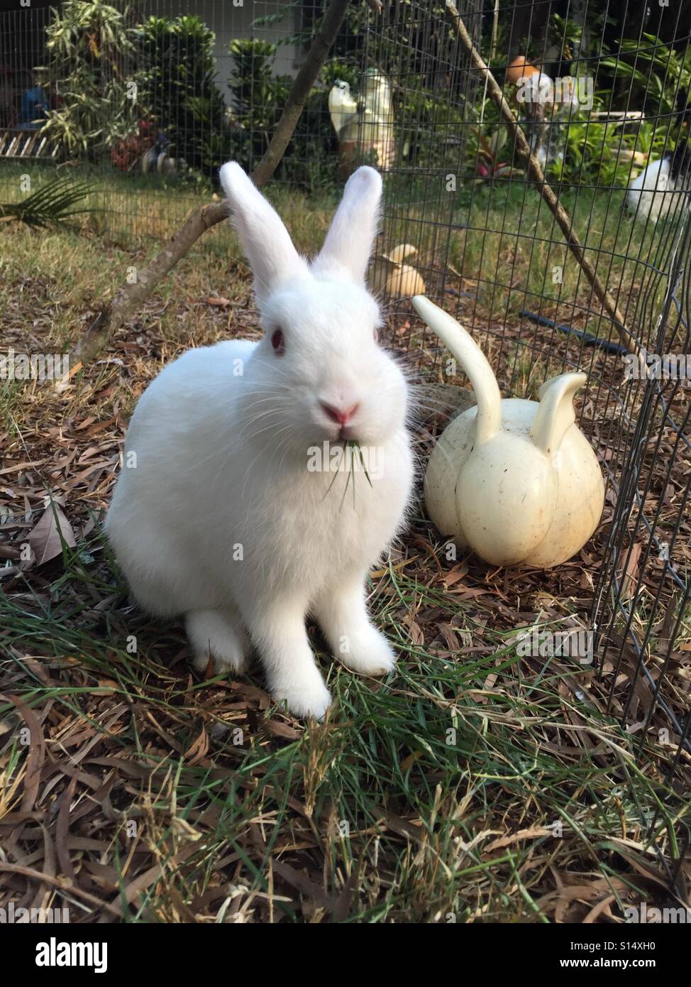 Cute white rabbit eating grass smartphone stock photos and images - Alamy