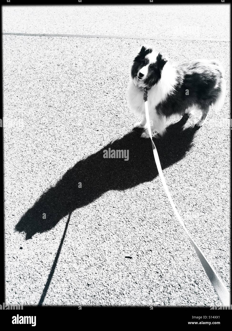 Sheltie and his shadow Stock Photo - Alamy
