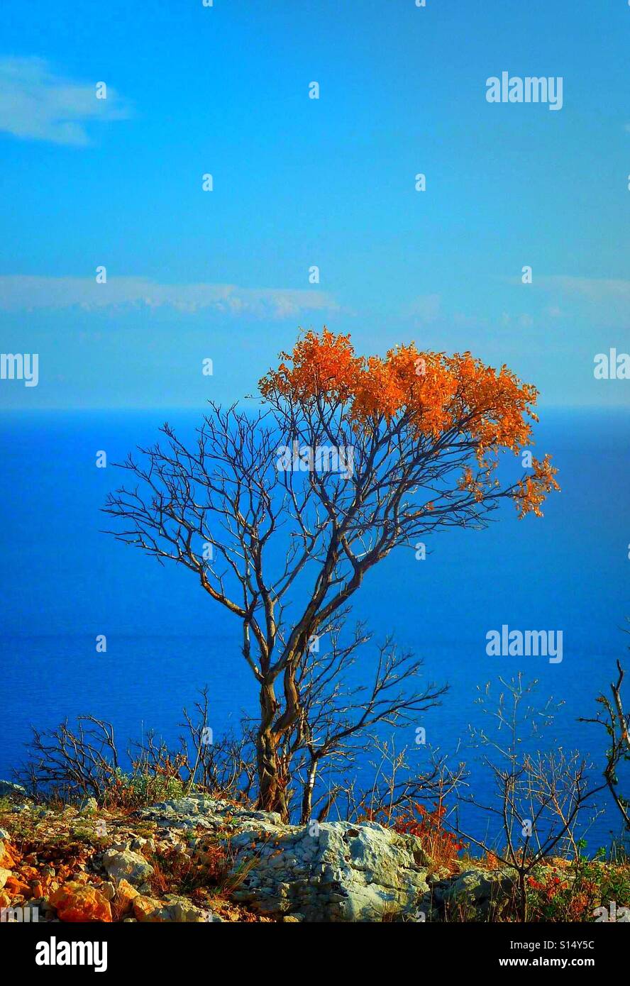 A confused tree in Croatia Stock Photo - Alamy