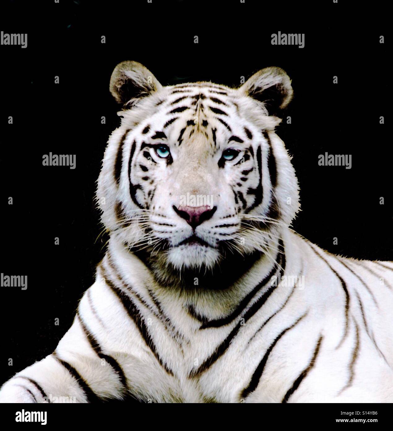 Blue gaze hi-res stock photography and images - Alamy