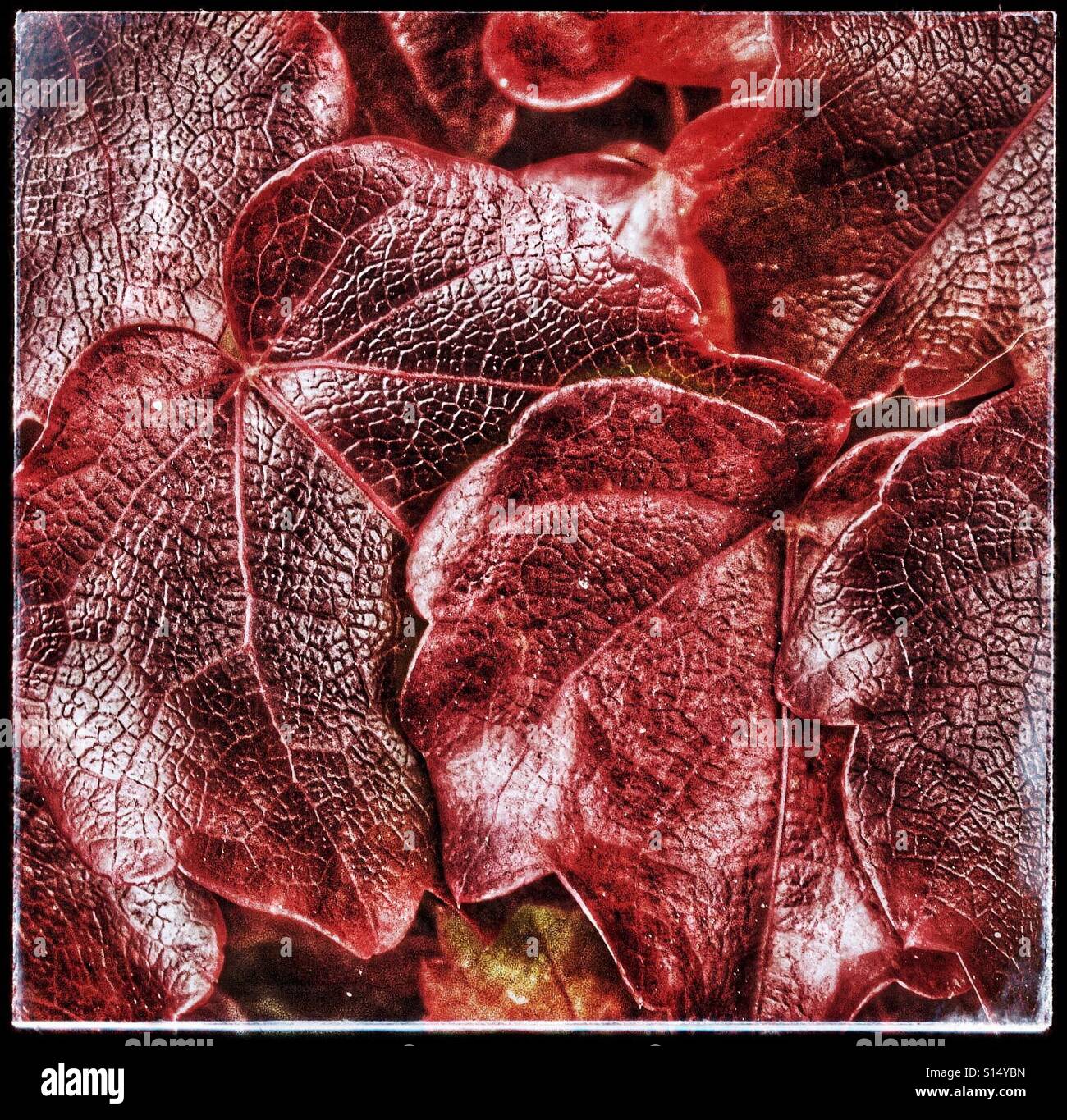 Ivy plant turning red hi-res stock photography and images - Alamy