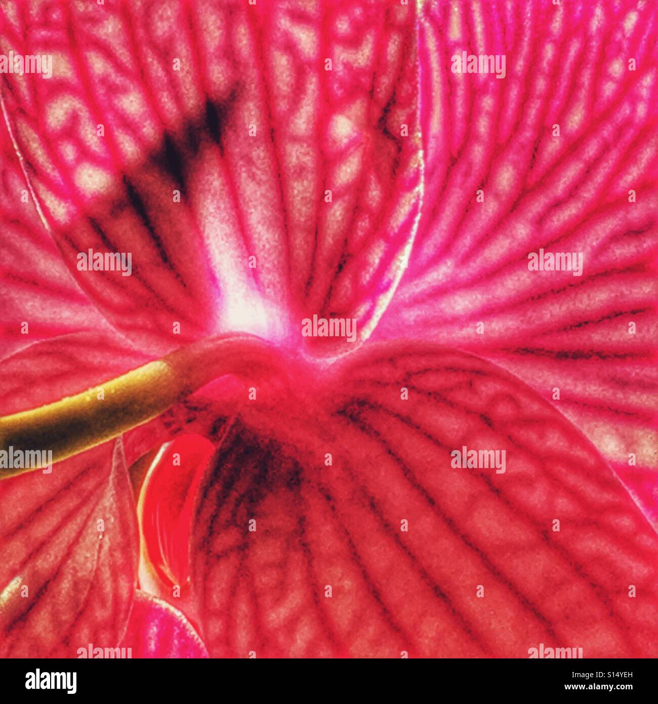 The back of an orchid flower, back lit Stock Photo - Alamy