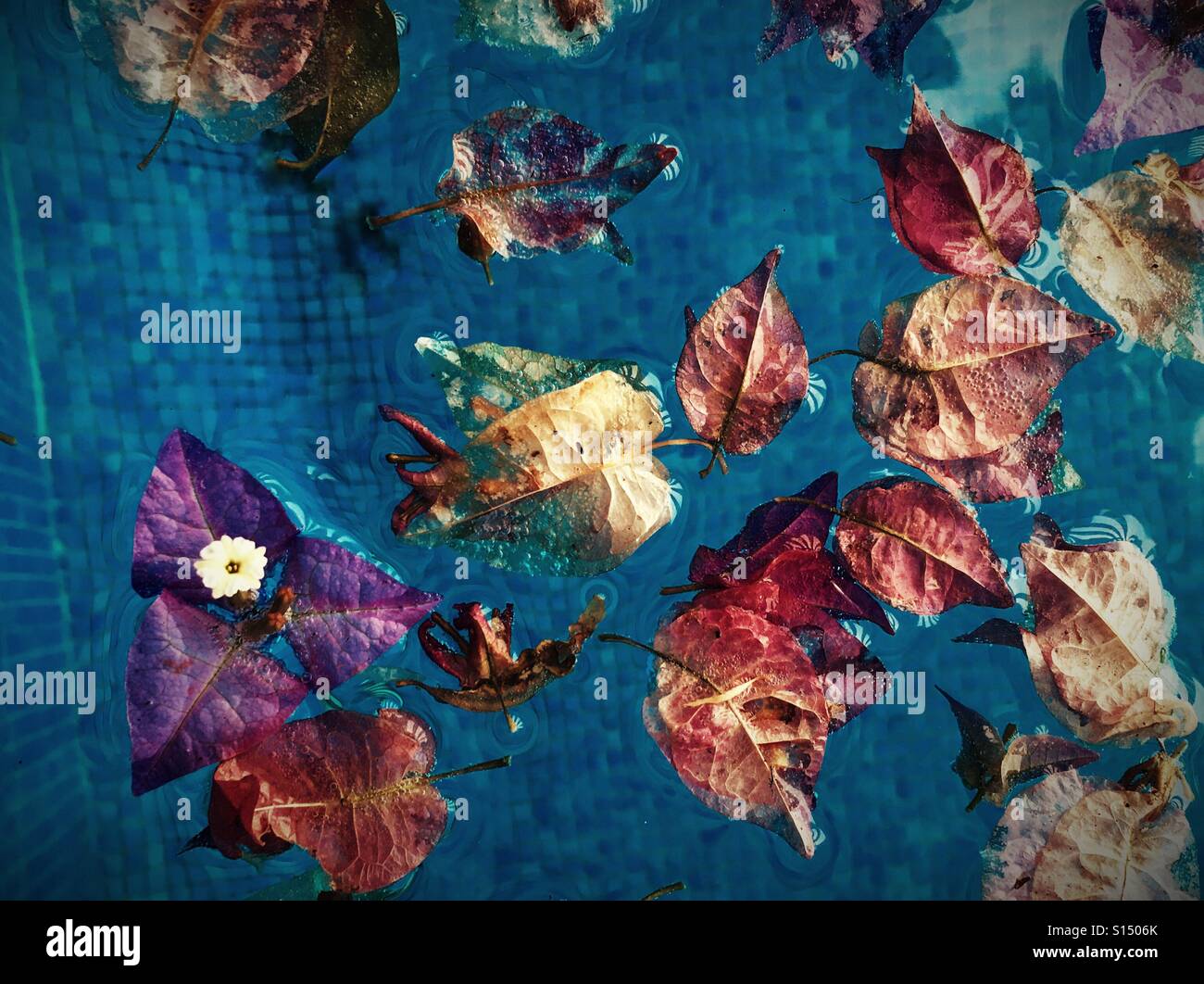Floating petals on a swimming pool Stock Photo - Alamy