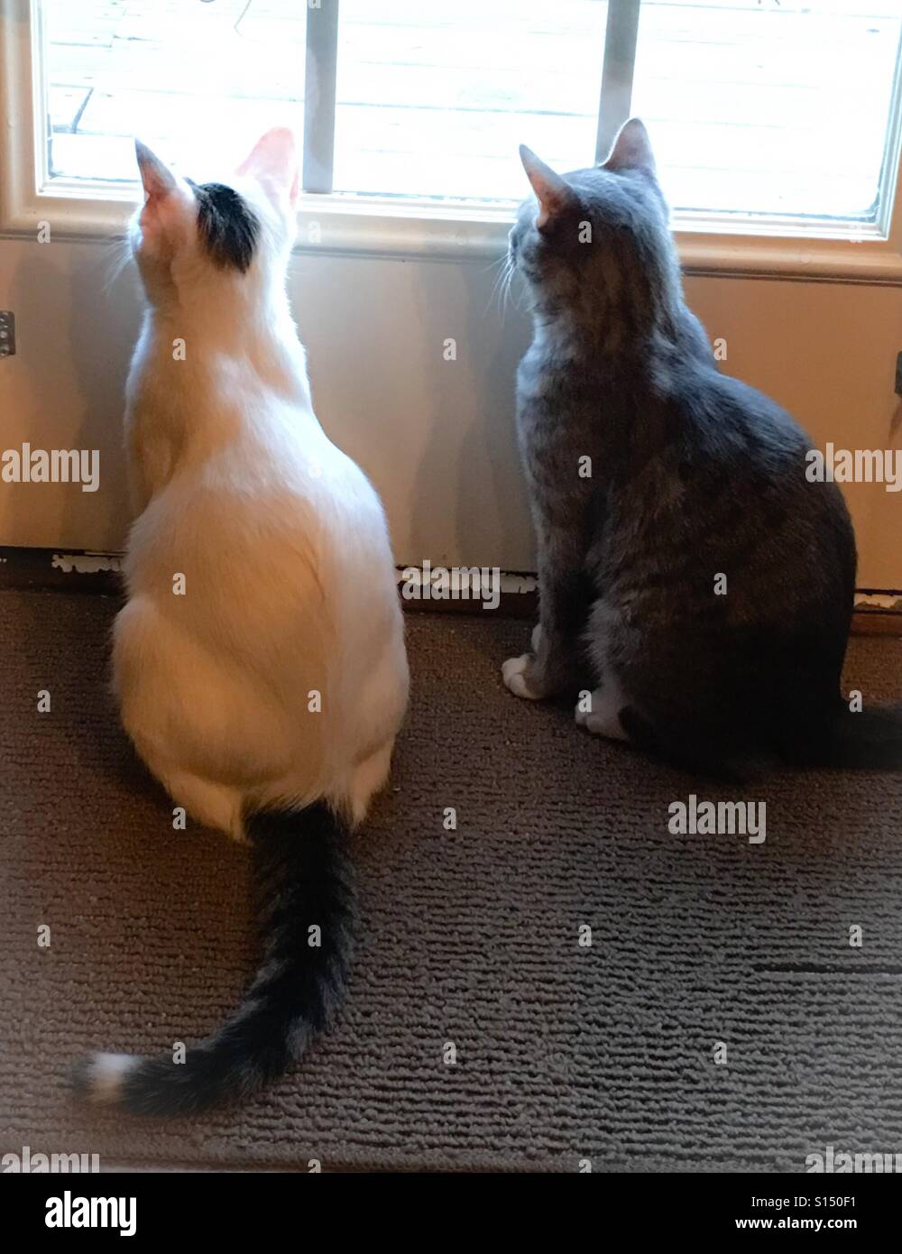 Let us play hi-res stock photography and images - Alamy