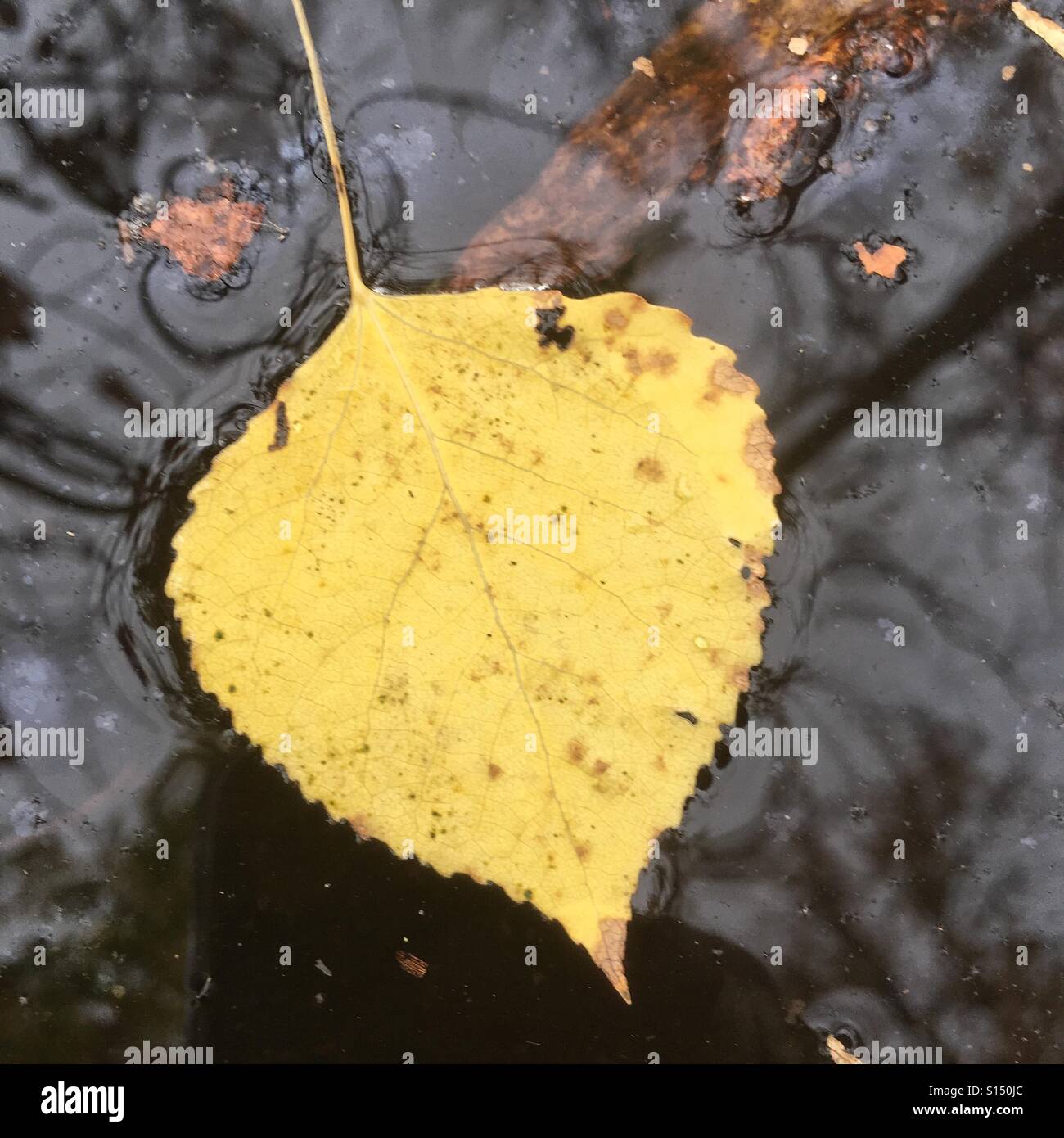 Poplar leaf floating in a pool of water Stock Photo - Alamy