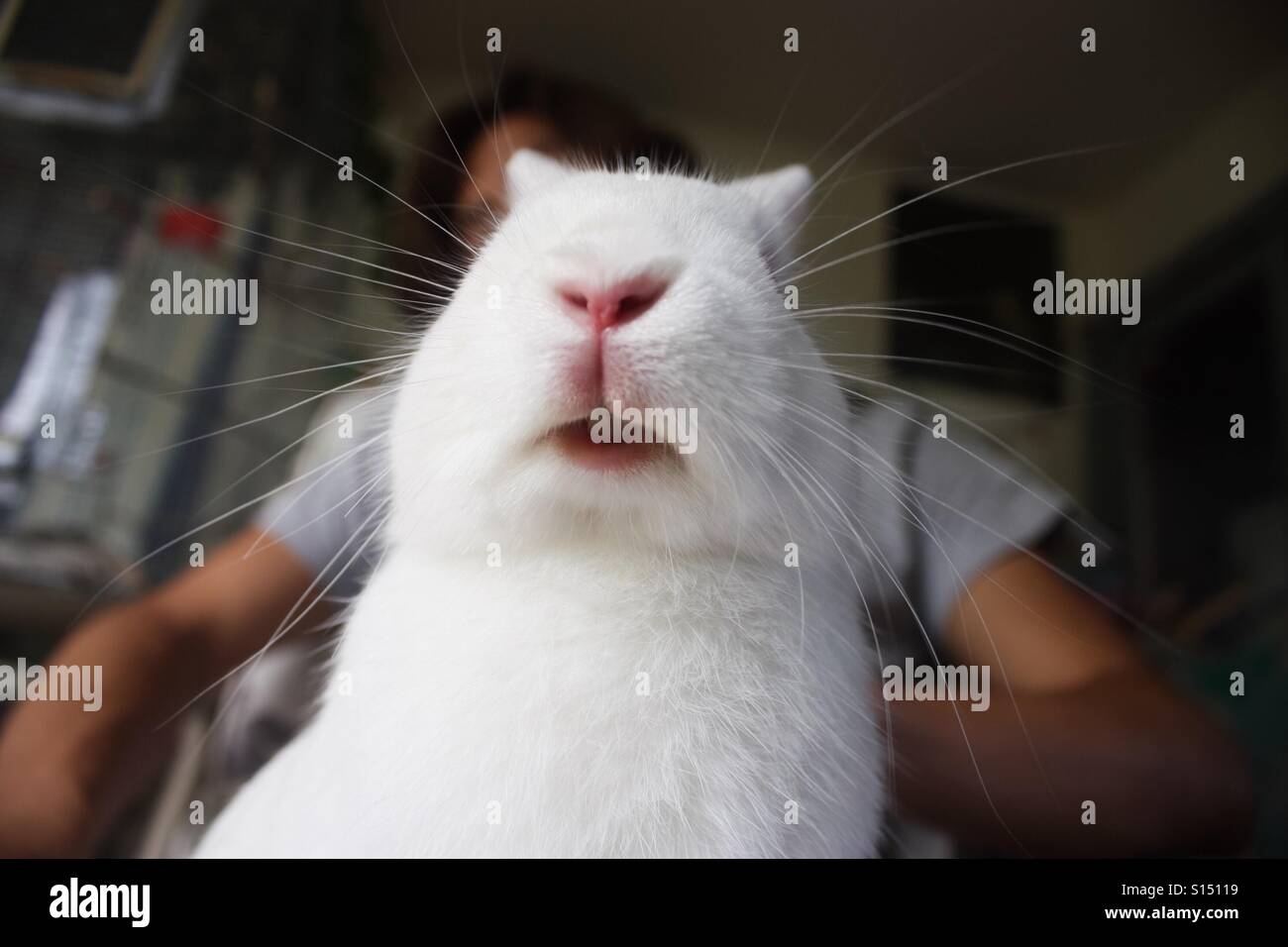 Rabbit Teeth High Resolution Stock Photography and Images - Alamy