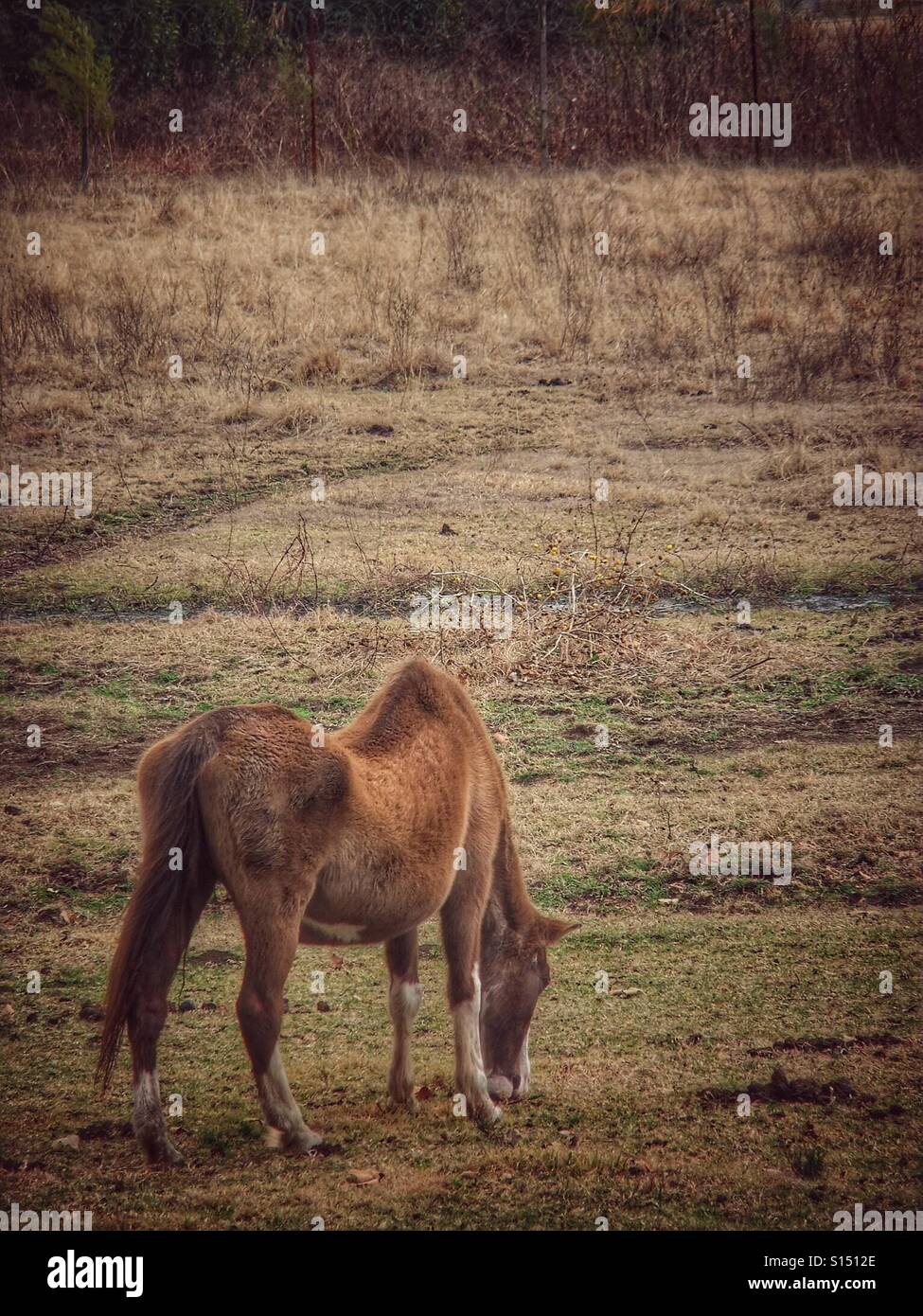 Deformed horse hi-res stock photography and images - Alamy
