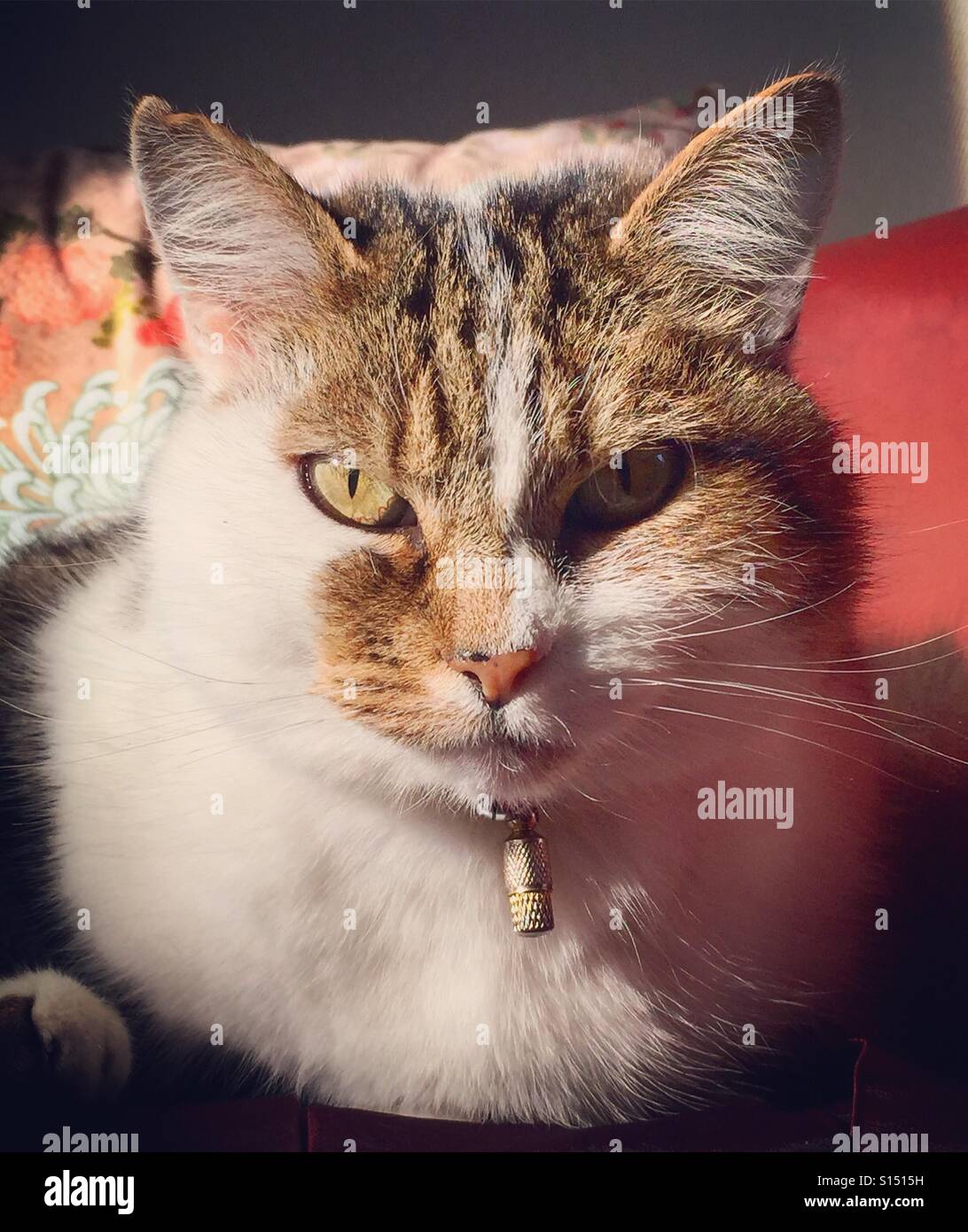 Serene cat hi-res stock photography and images - Alamy