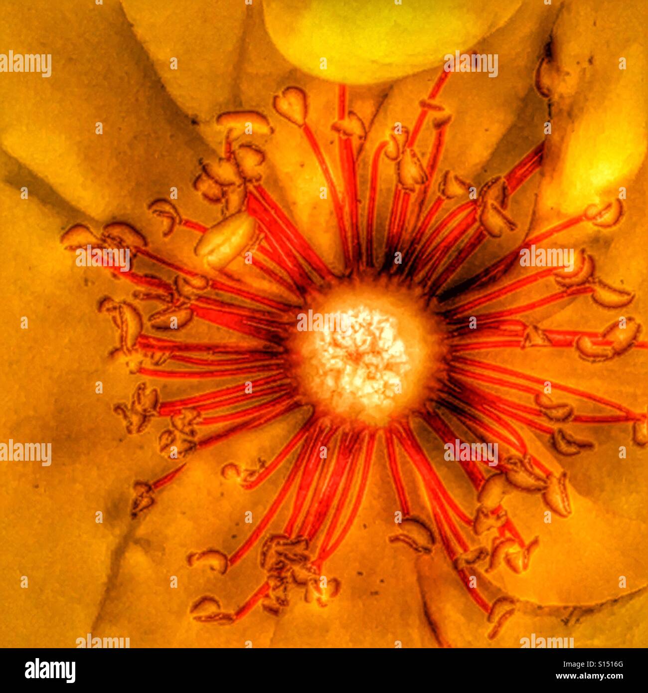 Yellow rose, stamens. Macro Stock Photo - Alamy