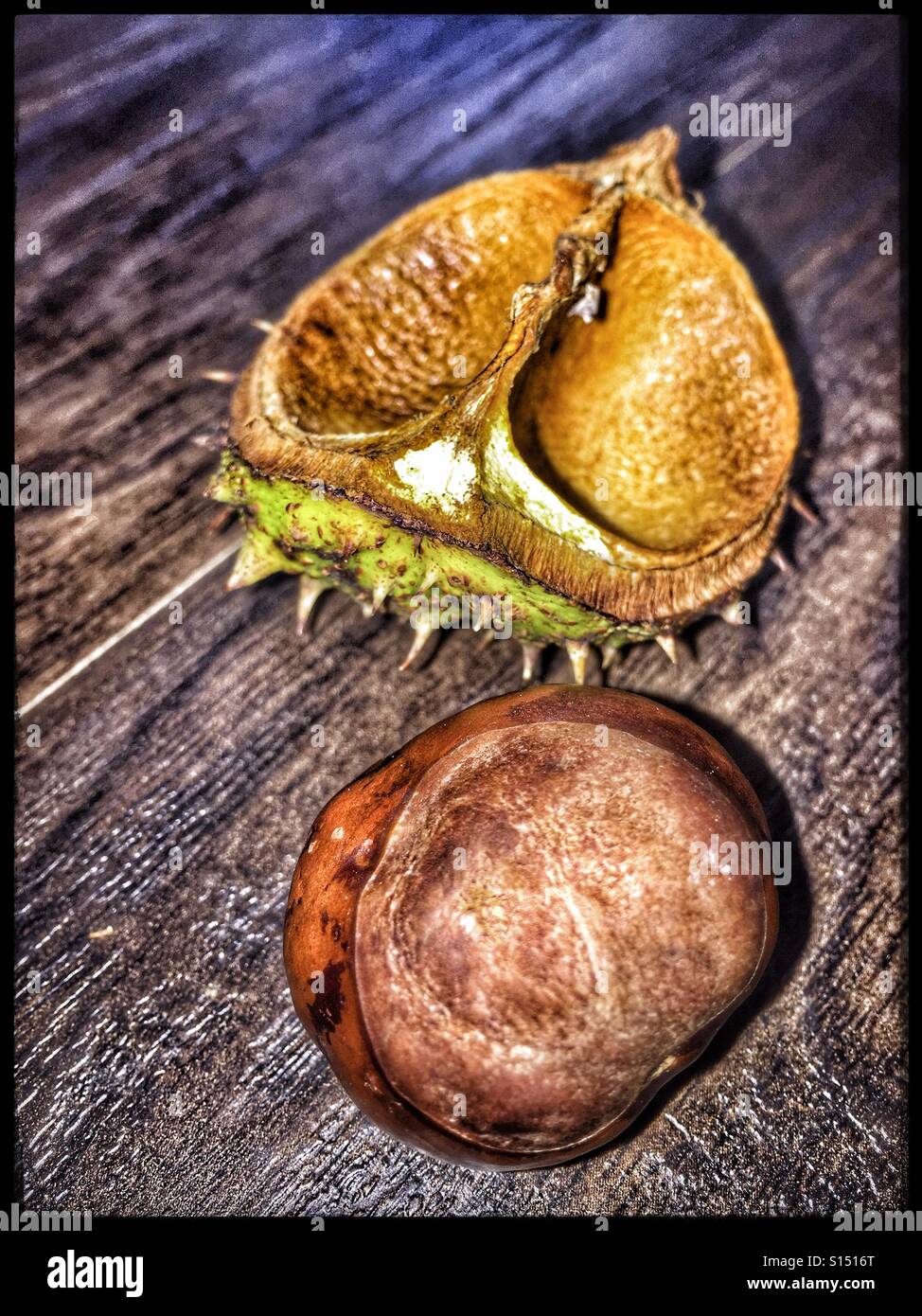 Horse chestnut seed hi-res stock photography and images - Alamy