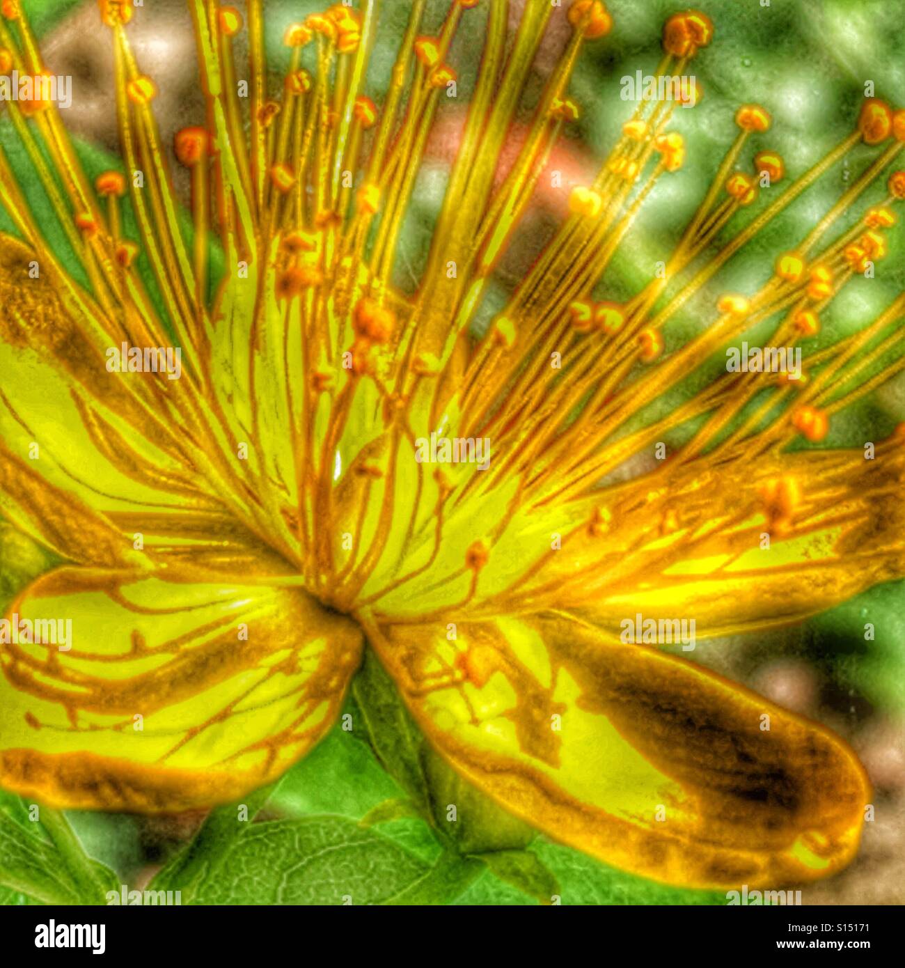 Bright yellow stamens hi-res stock photography and images - Alamy
