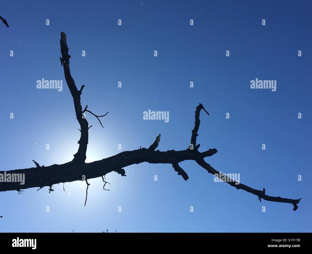 Patterns in Nature - Dead oak tree branch silhouetted against a low ...